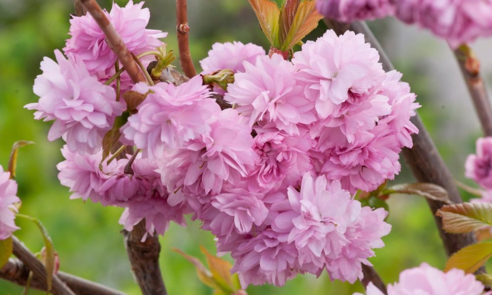 Kaunis japanilainen kirsikkapuu – 5 lajiketta